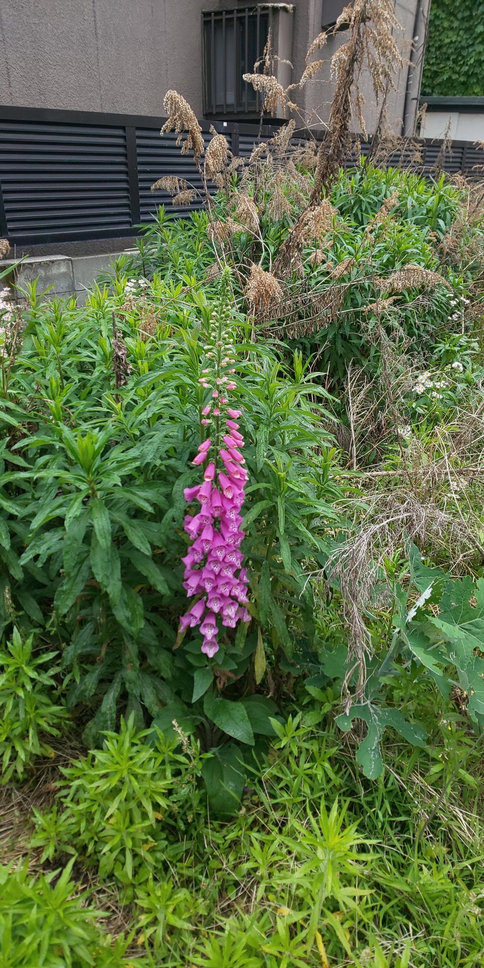 池袋のど真ん中に自然の植生が。そこで気付かされる色々。: Hinden-san (ひんでん さん)